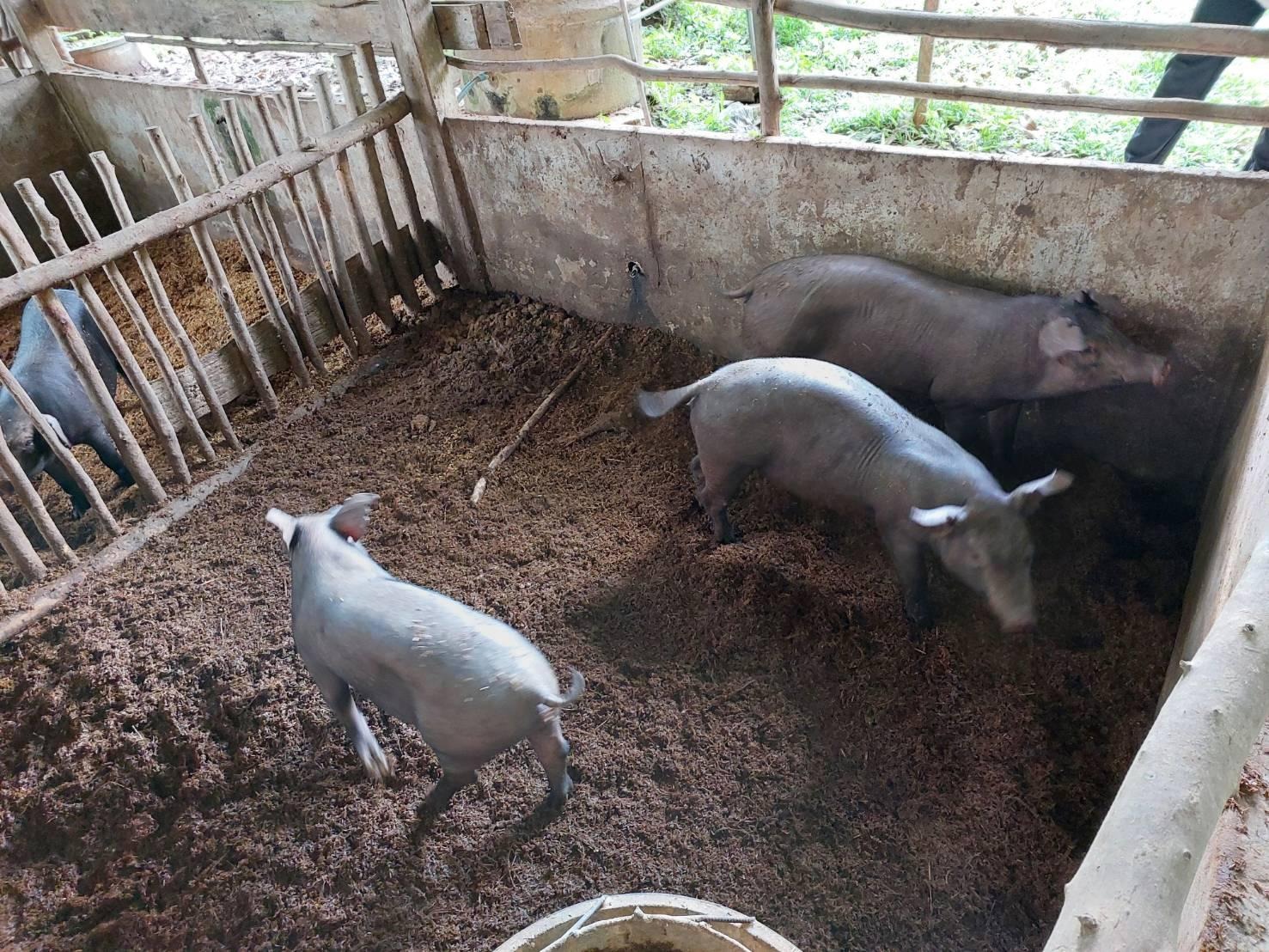 pigs Object Detection Dataset by Rajamangala University of Technology ...