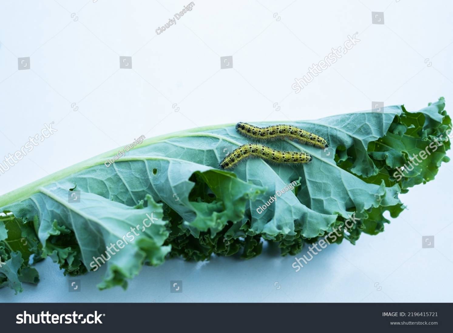 worm Object Detection Model by Rajamangala University of Technology Isan Thailand