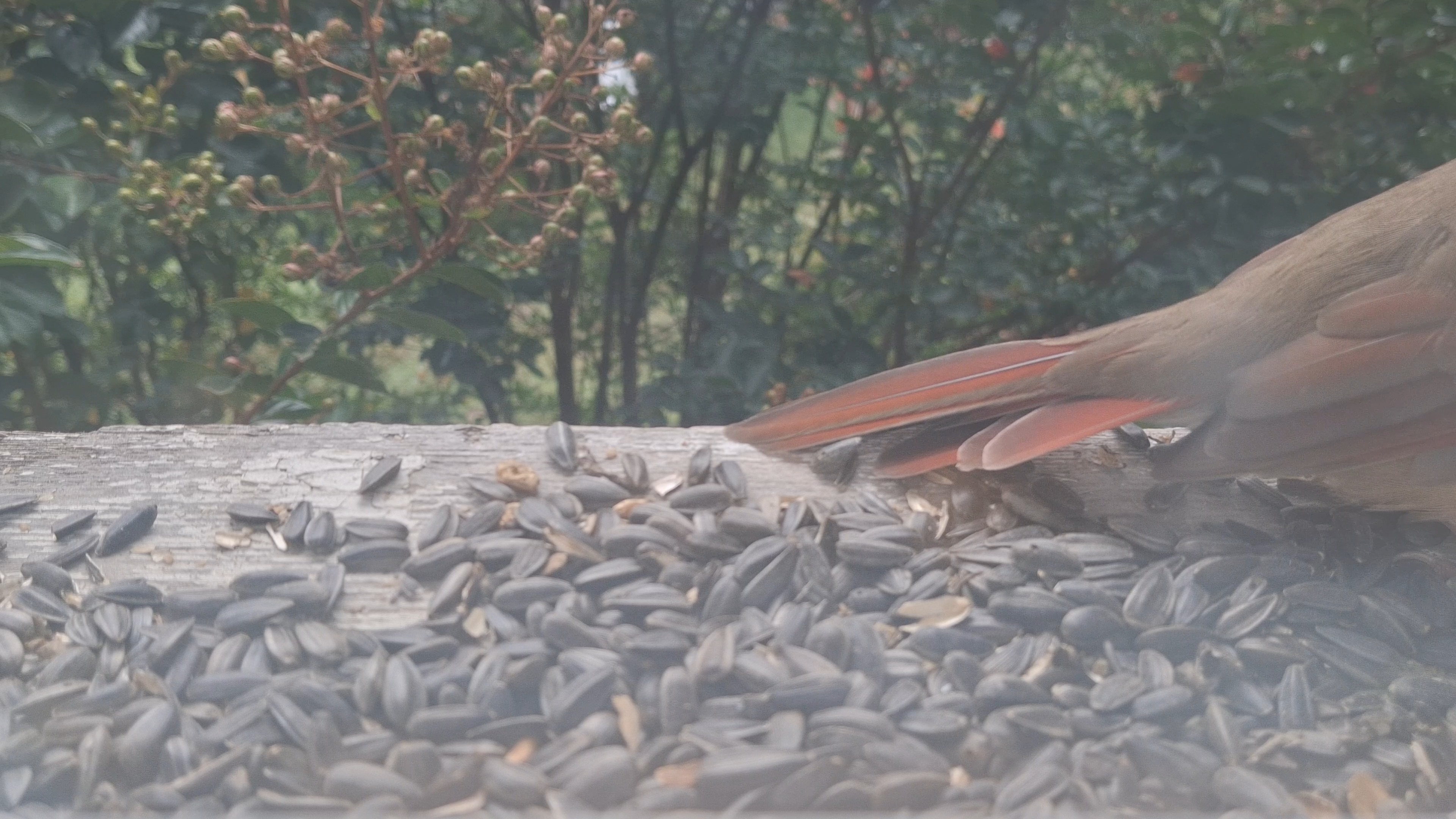 Bird Identifier Object Detection Dataset and Pre-Trained Model by Virgina Bird Identifier