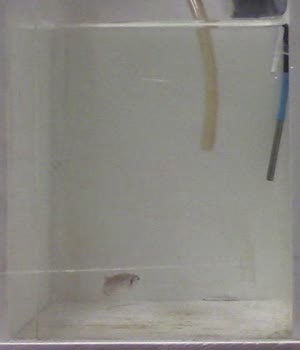 June 3rd Detector Instance Segmentation Dataset by Gilmour Lab