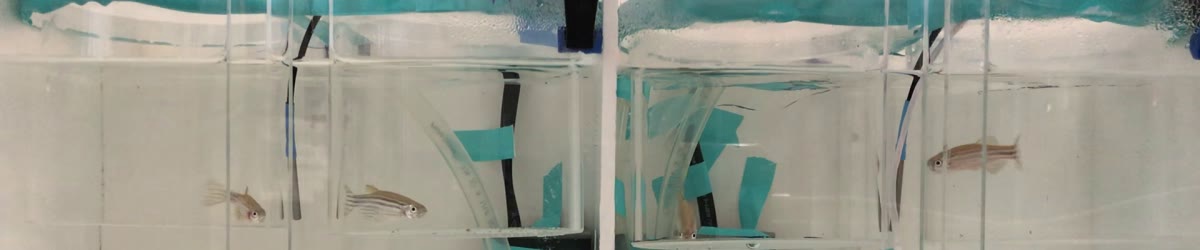 Gilmour Lab - Roboflow Universe