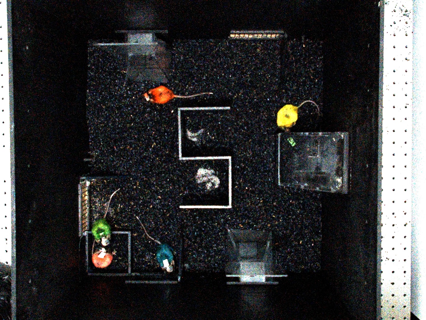 Colored Mice Object Detection Dataset And Pre Trained Model By Track