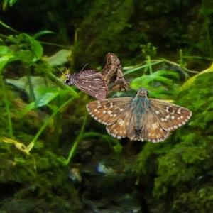 pollinator monitor Object Detection Dataset and Pre-Trained Model by zika