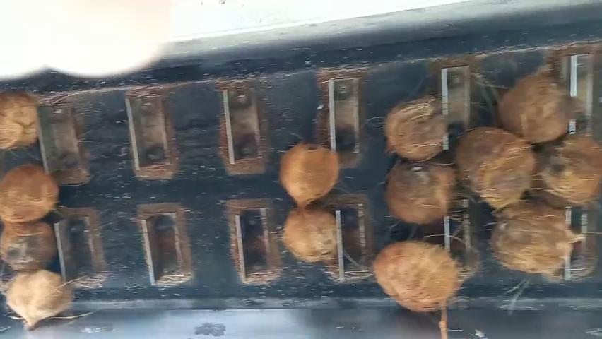 Coconut Counting Object Detection Model By Coconutcounting