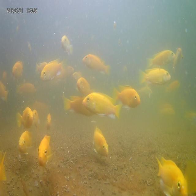 ex Object Detection Dataset and Pre-Trained Model by College