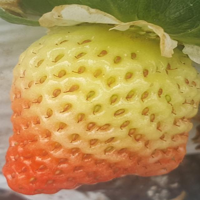 Fruit Ripeness Detectionn Object Detection Dataset by yart