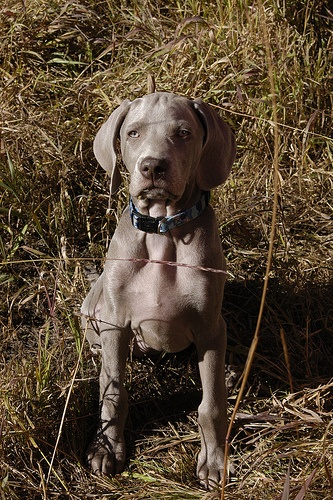 try Object Detection Dataset by Try