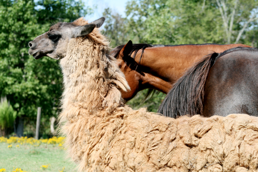 alpaca-detection Object Detection Dataset and Pre-Trained Model by ...