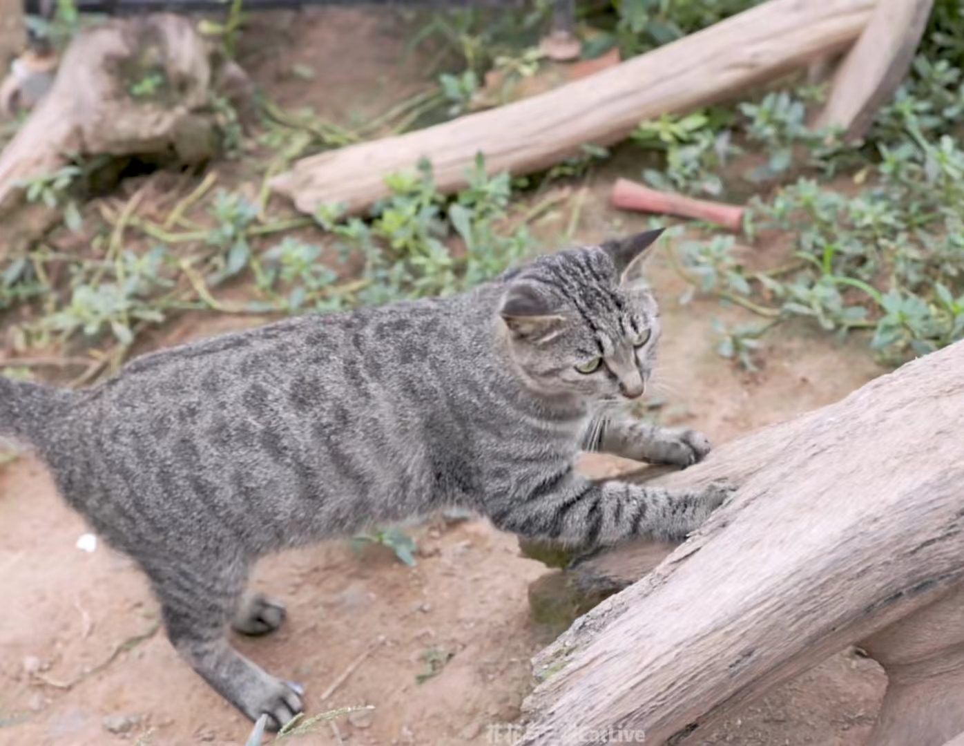 cat Keypoint Detection Model by cat