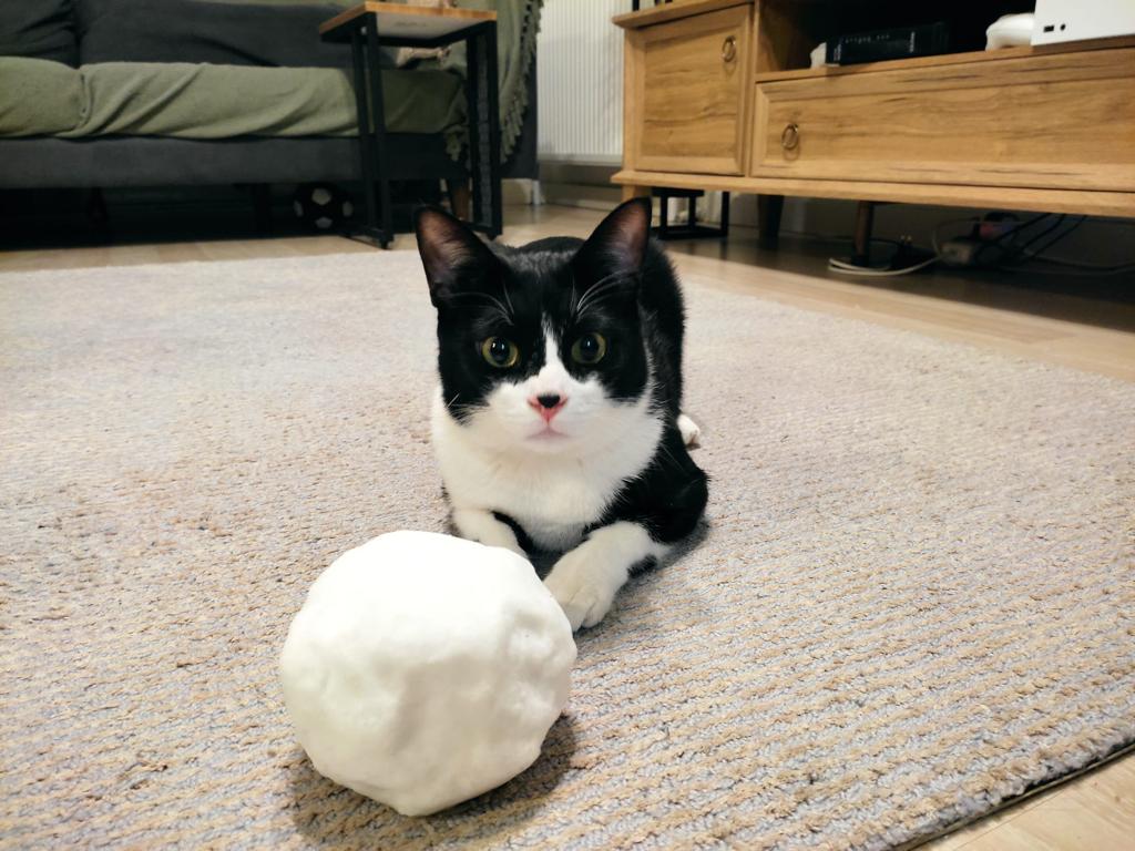 Sarlo the Cat Object Detection Dataset by new-workspace-sdspz