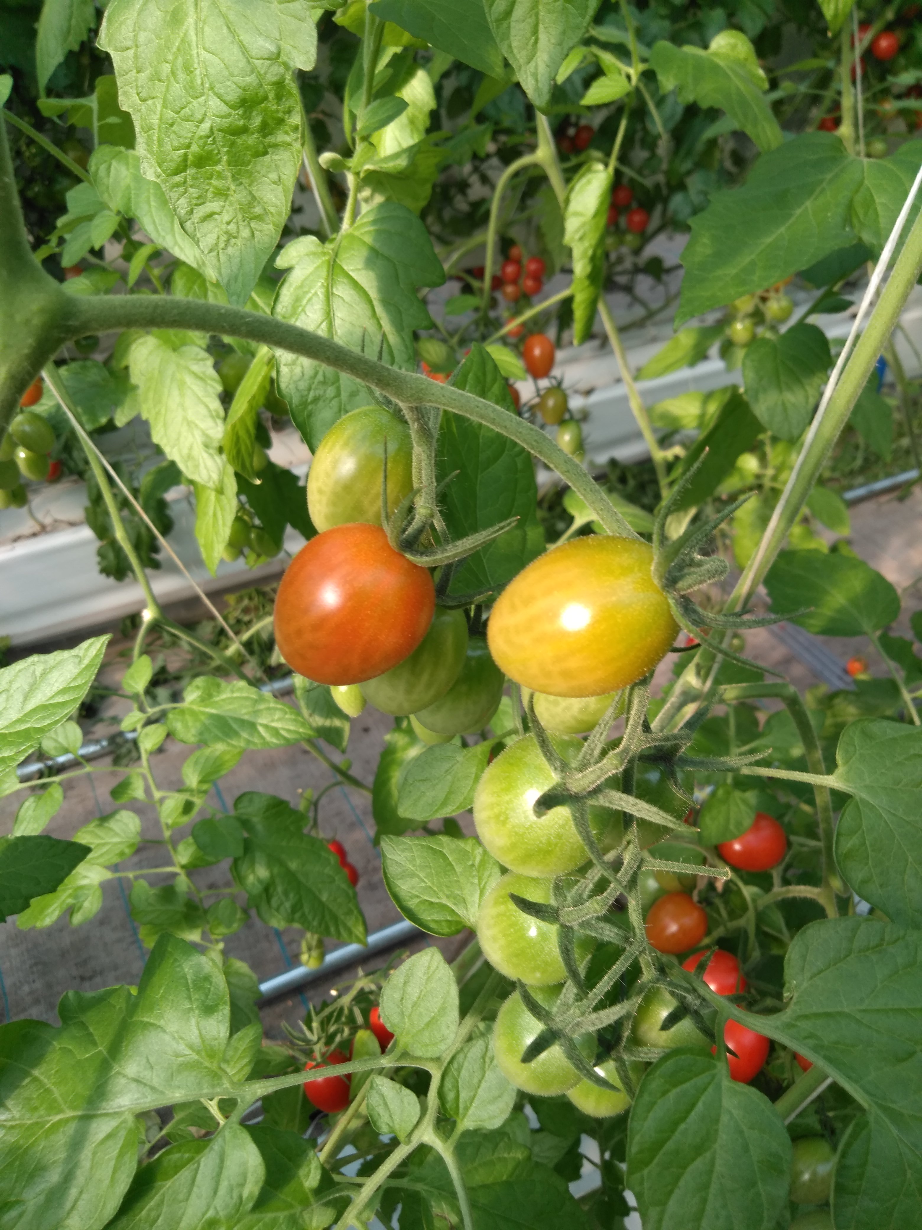 tomatoes Object Detection Dataset by IGEE exINELEC