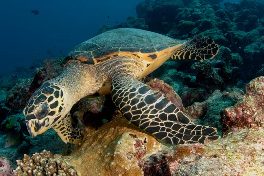 Endangered Species Object Detection Model by Astaboy