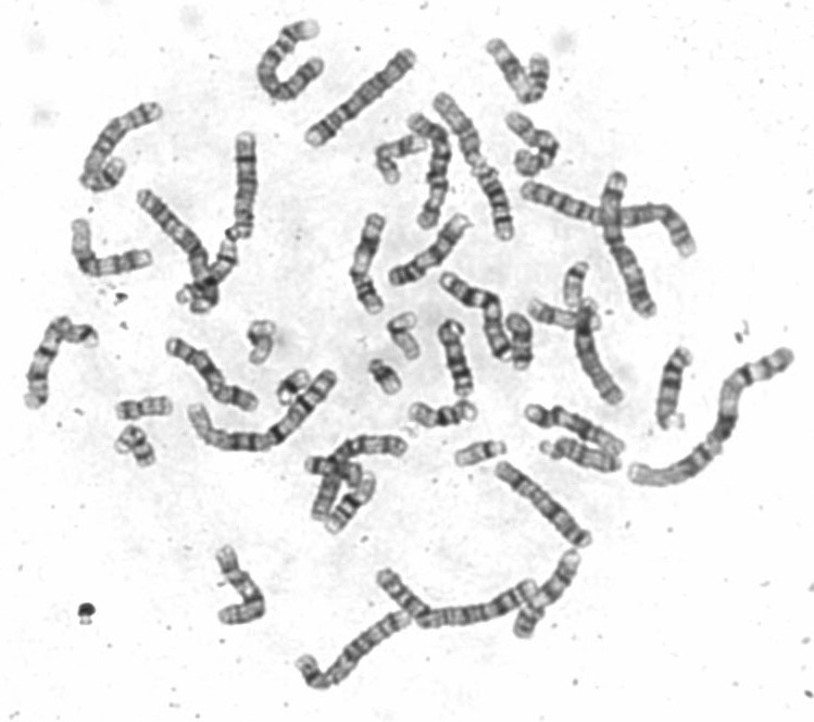 Coco Data Object Detection Model By Mnit
