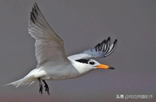 bird Object Detection Model by EC