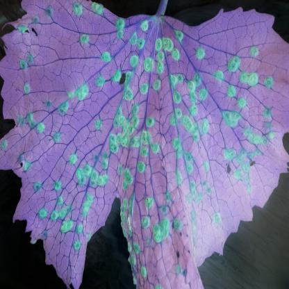 plant Object Detection Dataset by Mohit Sethi