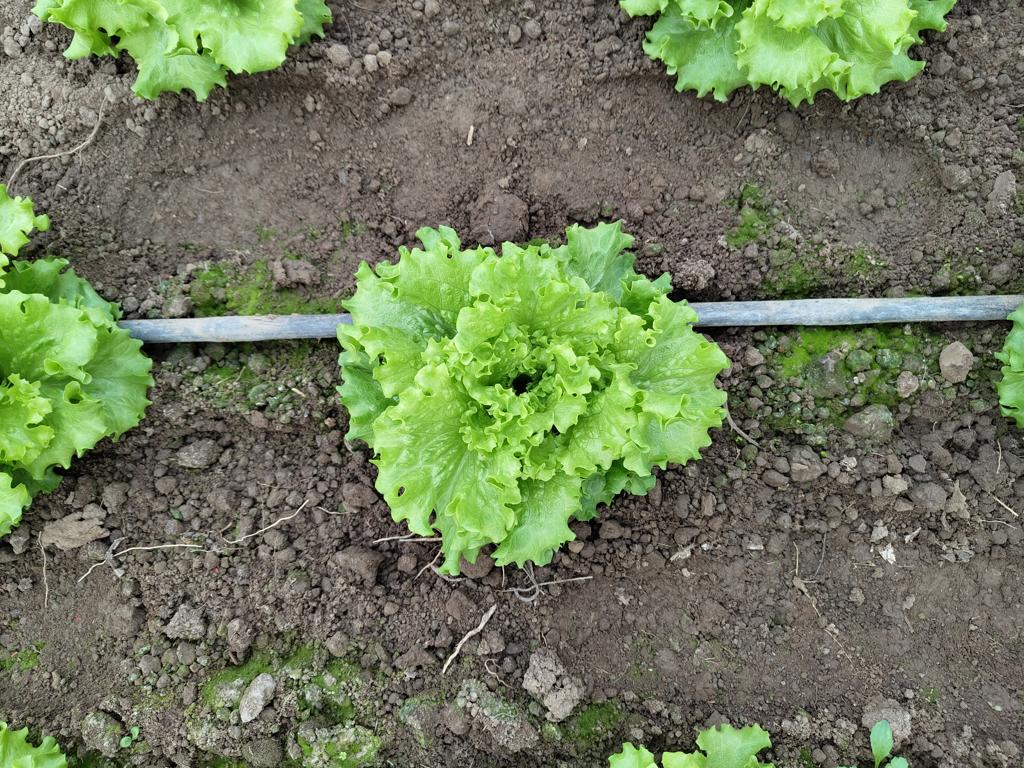 WEED AND Lettuce Object Detection Dataset by WEEDrjct