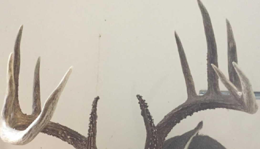 Detect antler Object Detection Dataset and Pre-Trained Model by nimble