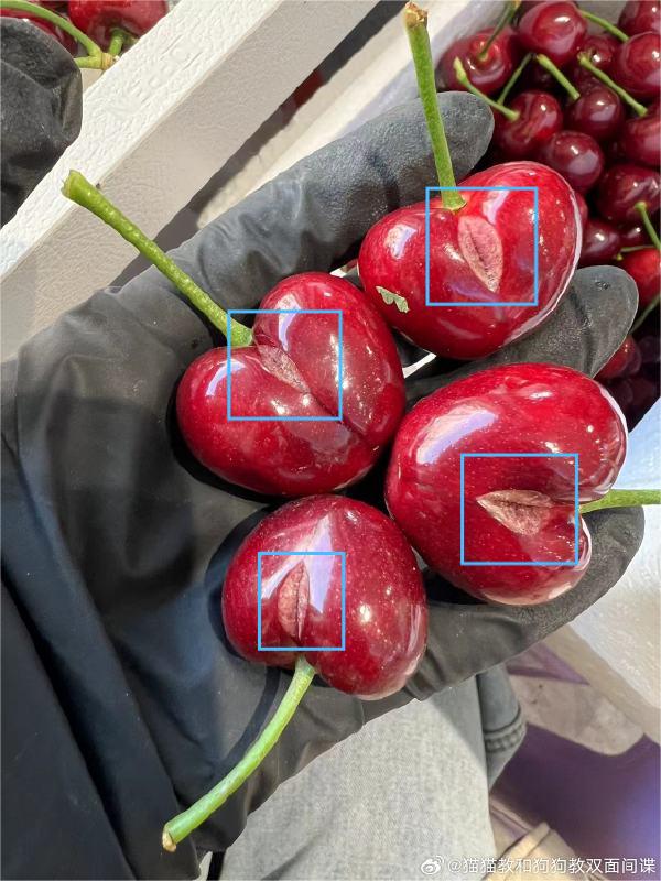 cherry Object Detection Dataset by label