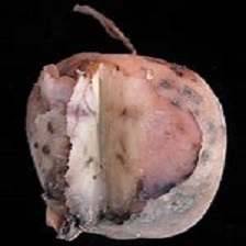 potato Object Detection Dataset by objectdetec