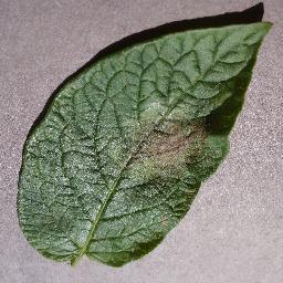 potato_segmentation Instance Segmentation Dataset by objectdetec