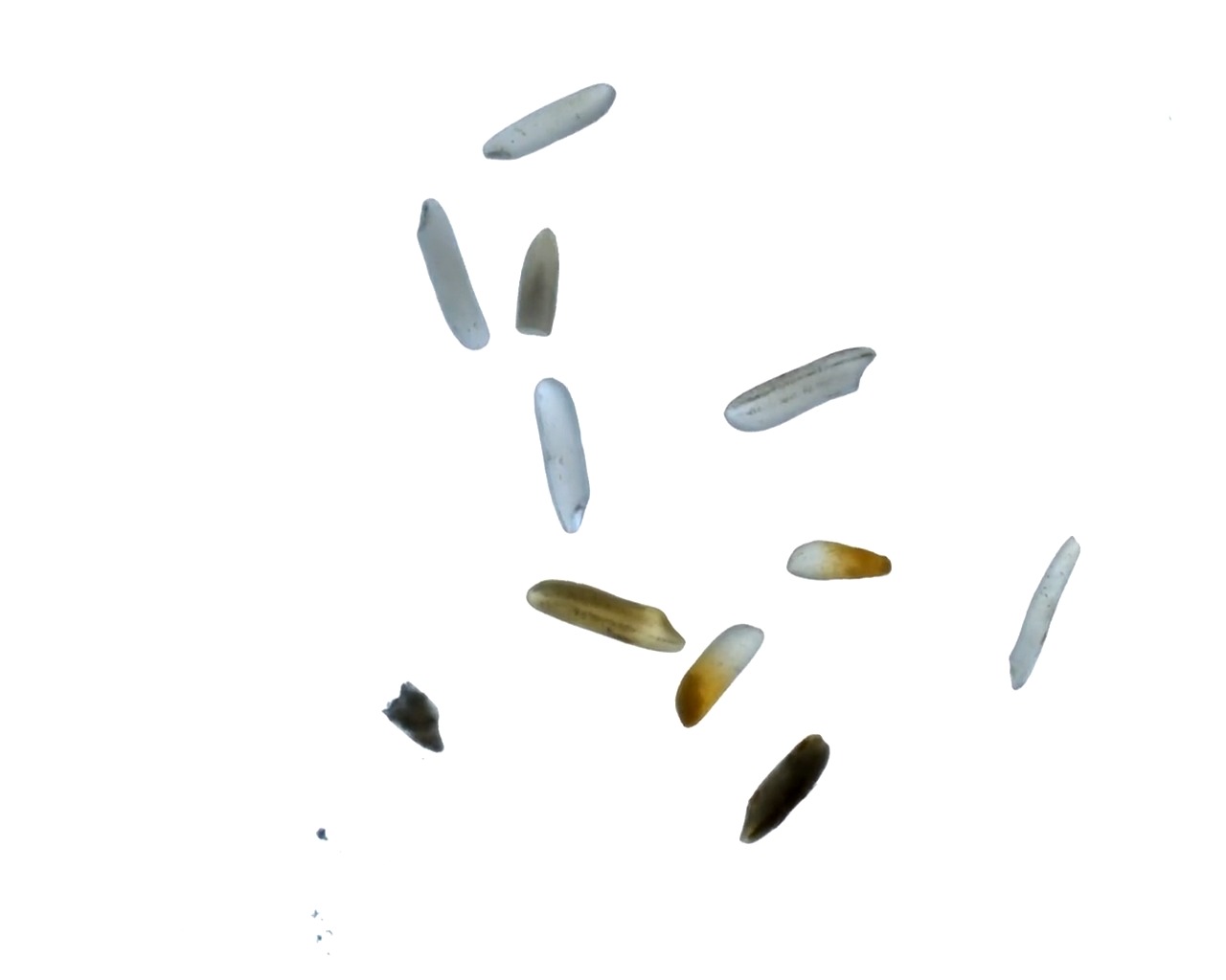 3 types of defects in rice Object Detection Dataset and Pre-Trained Model by Asia Pacific ...