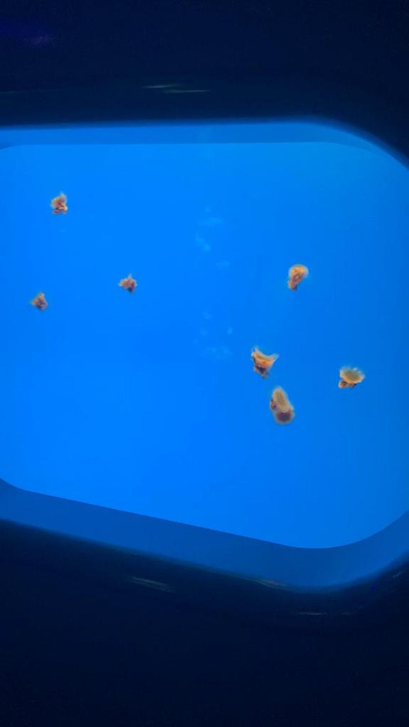 Under water Object Detection Object Detection Dataset and Pre-Trained Model by Abhinav