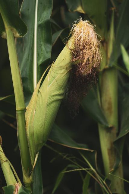 Corn Detection Object Detection Dataset By Quintero Archie O