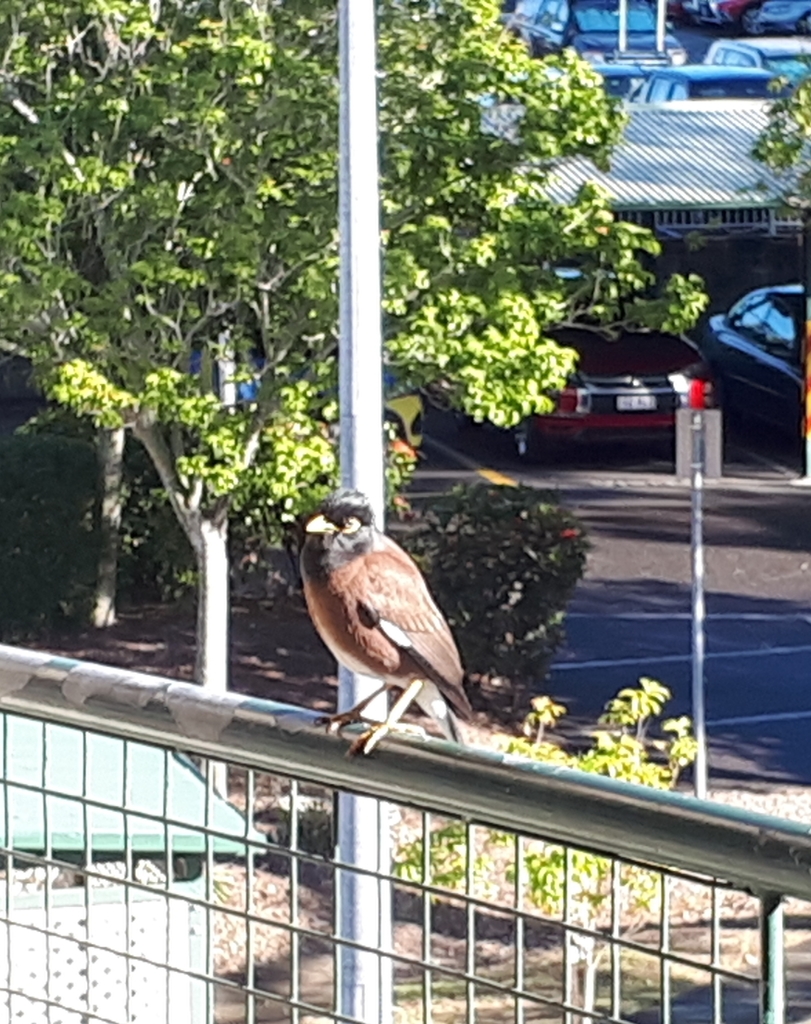 Common Myna Object Detection Dataset by JKUAT