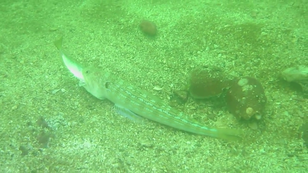 Trachinocephalus myops Object Detection Dataset by my test