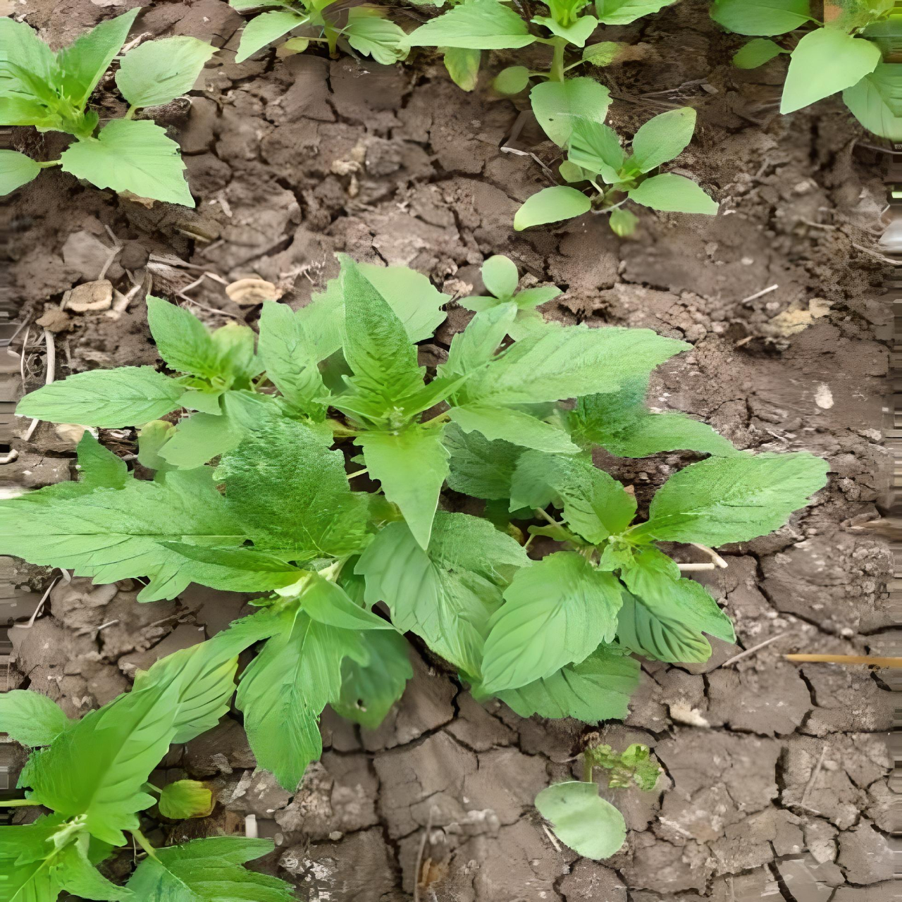 cabbage-weed Instance Segmentation Dataset by jeff works agri