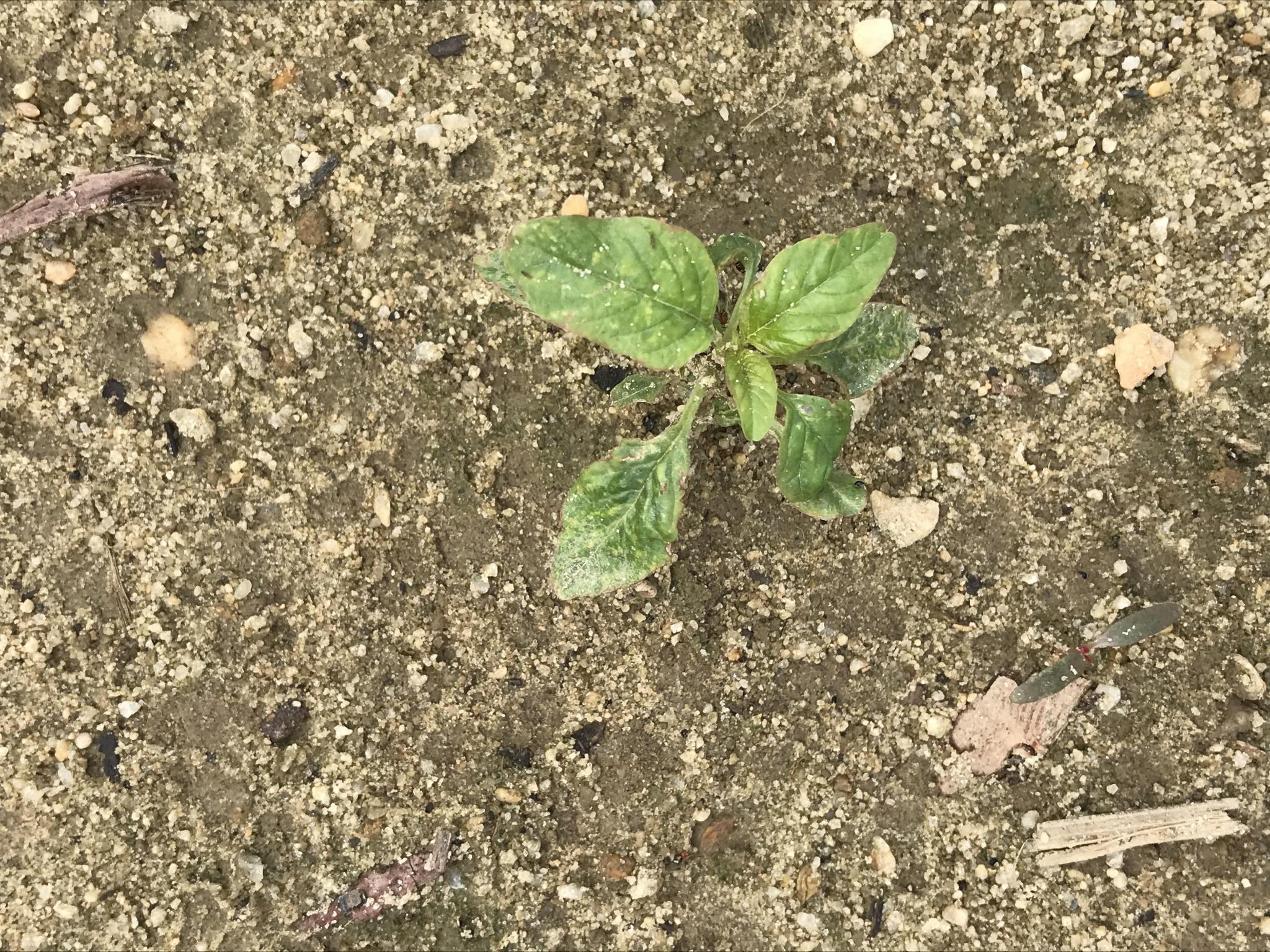 coottoon-player Instance Segmentation Model by jeff works agri