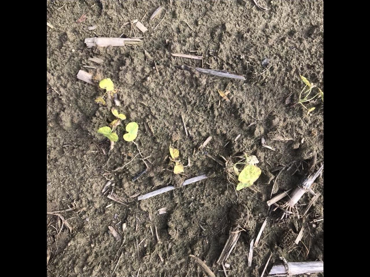 cotton-plant-segmentation Object Detection Dataset by jeff works agri