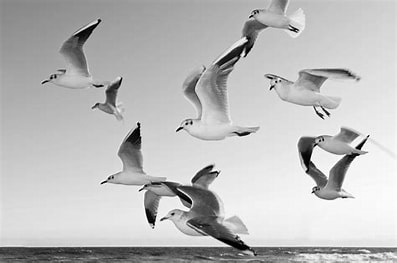 Bird gray Object Detection Dataset by trail