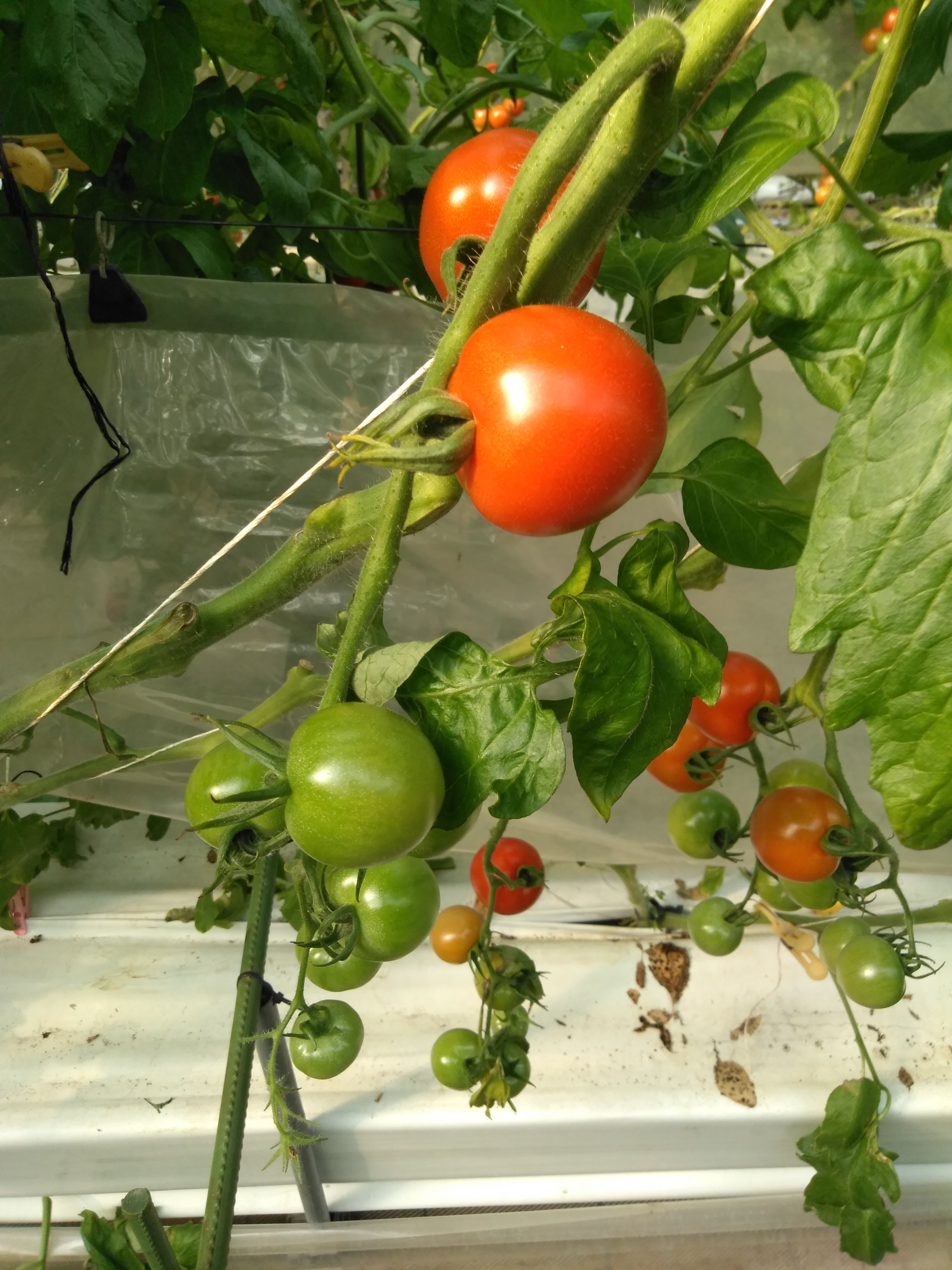 Tomato Tree Cycle Object Detection Model by Hanoi University of Science and Technology