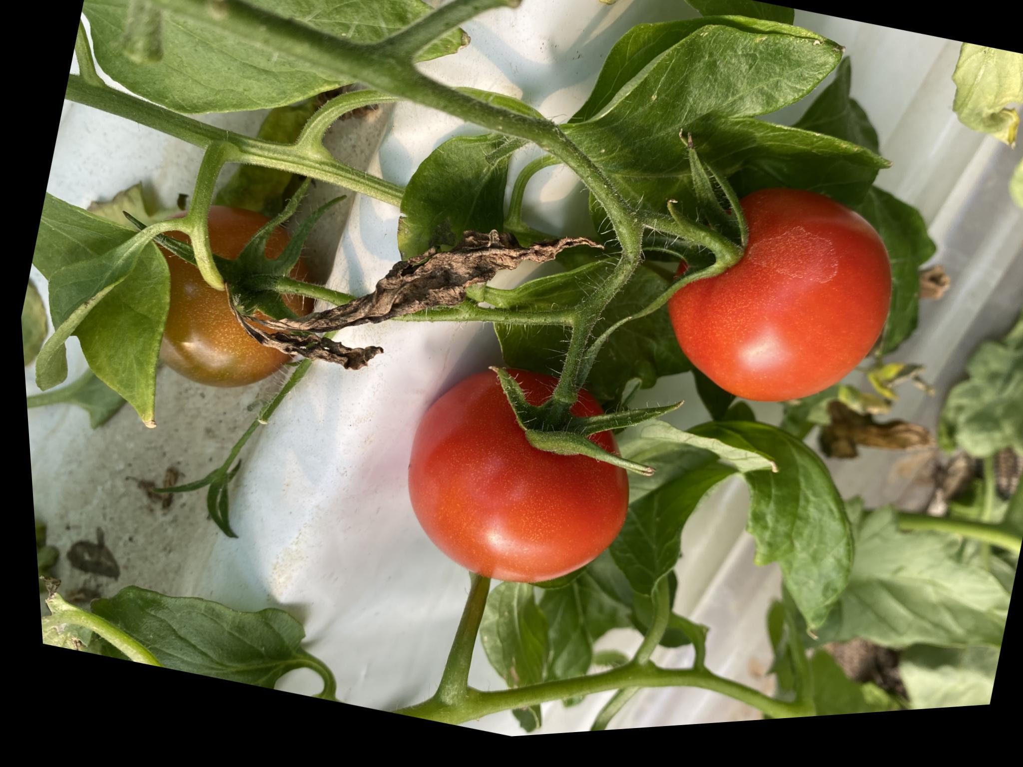 Tomato-detection-augment Object Detection Dataset by Hanoi University of Science and Technology