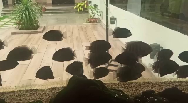 Fish Object Tracking Object Detection Dataset and Pre-Trained Model by Fish IFP