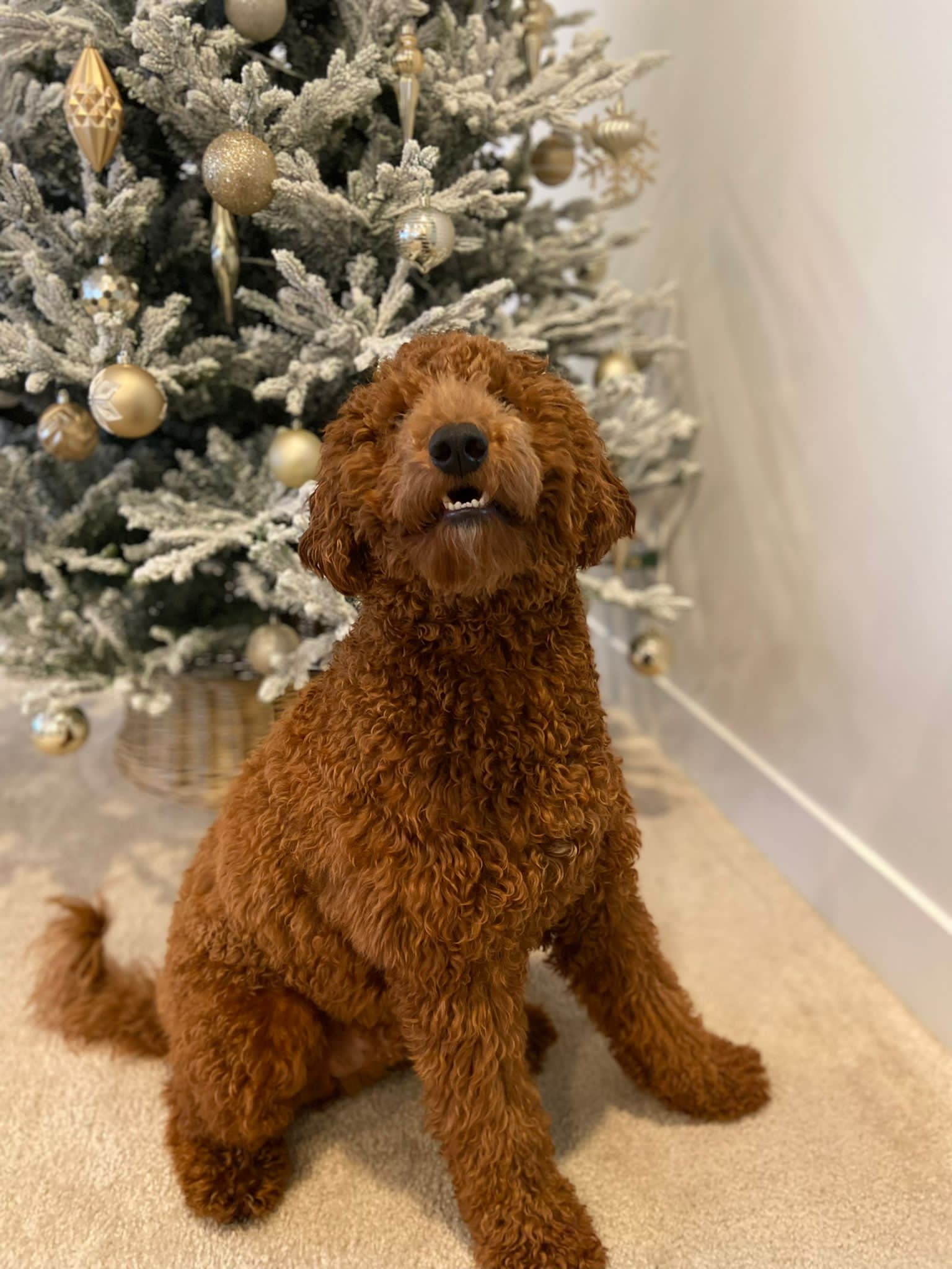 Dog_position_estimation Object Detection Model by PMP