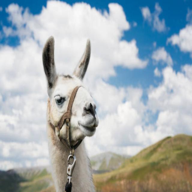 dumb project Object Detection Dataset by PMP