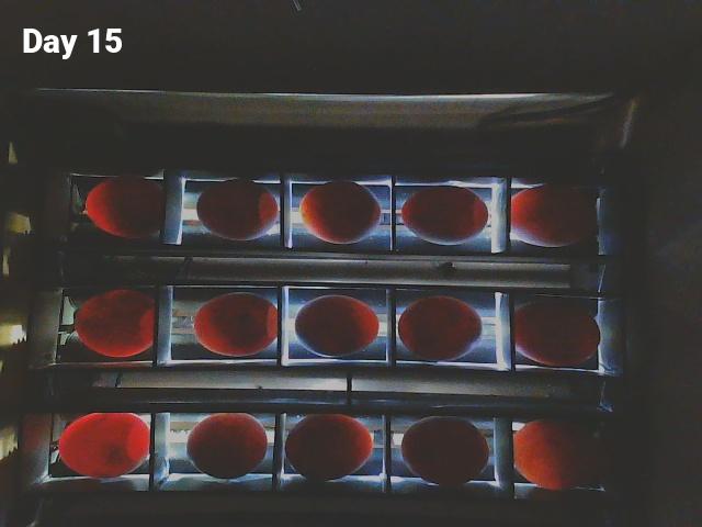 Balut Pinoy Object Detection Dataset And Pre Trained Model By Bicol