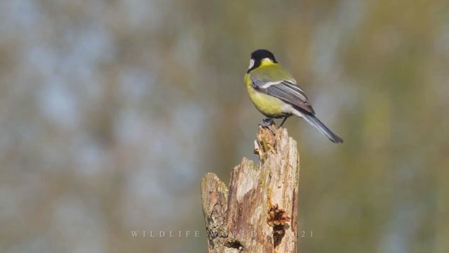 Animal Detection Object Detection Dataset and Pre-Trained Model by jiayi