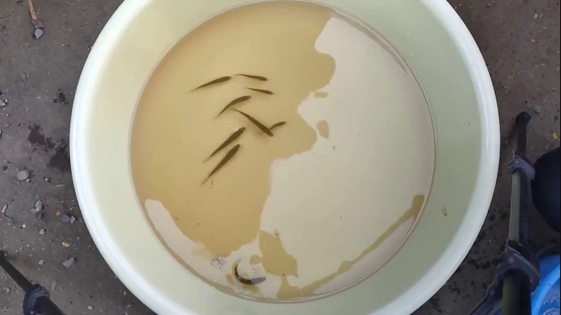 benjie-annotation Instance Segmentation Dataset by v2thesisdataset