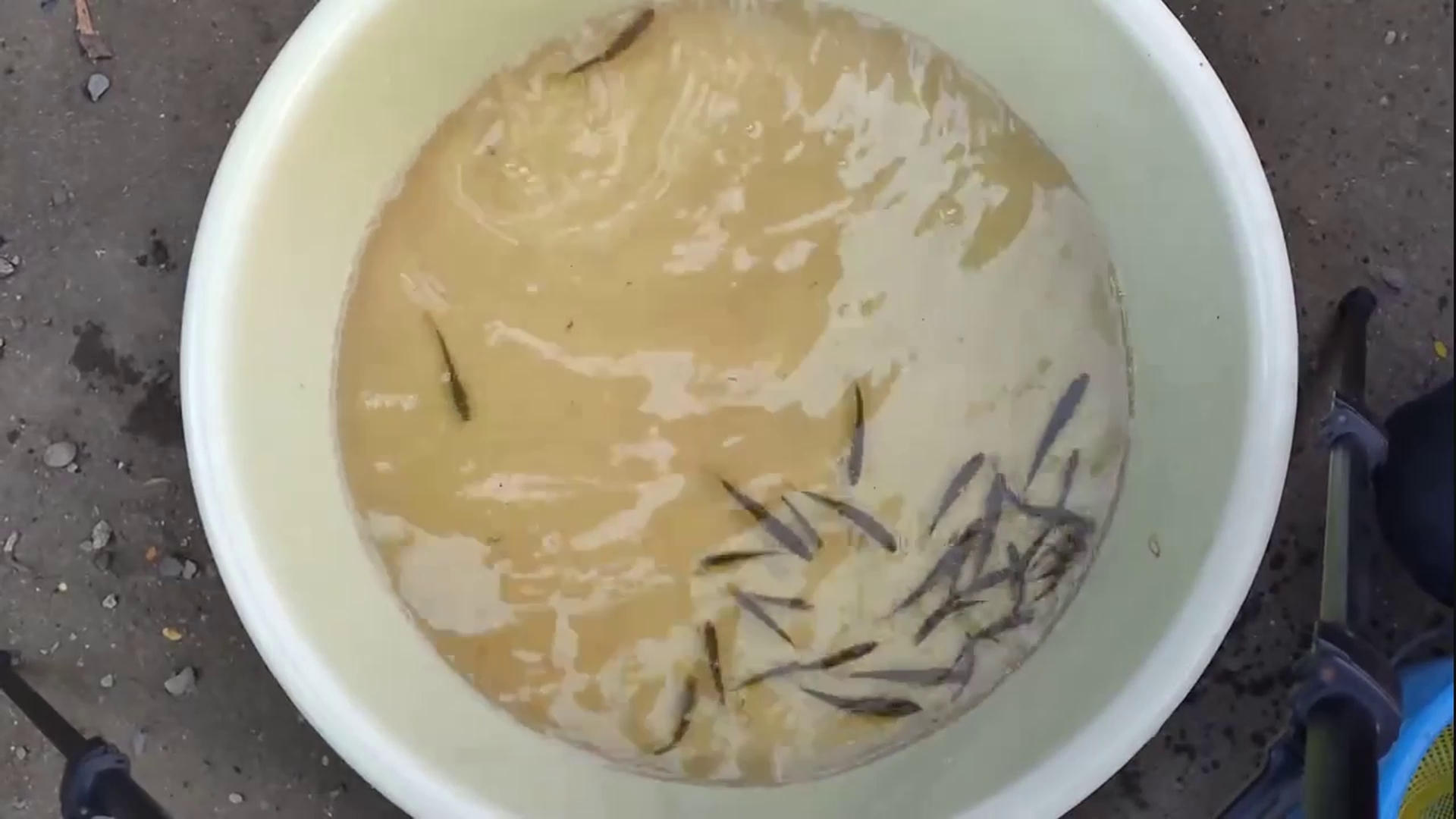 v7-milkfish-fingerlings-dataset-with-augmentation Instance Segmentation ...