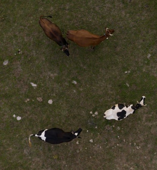 cow_top_view Object Detection Dataset by Lucas Workspace