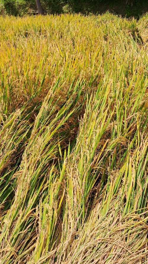 paddy Classification Dataset by paddy