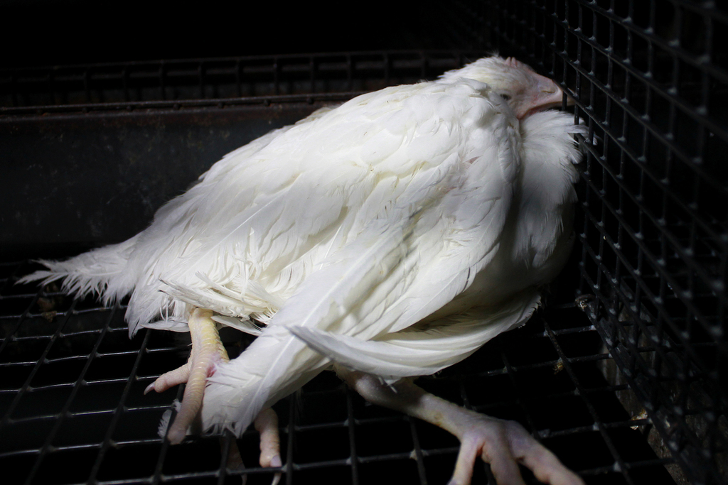 Cicke detection Object Detection Dataset by Chicken