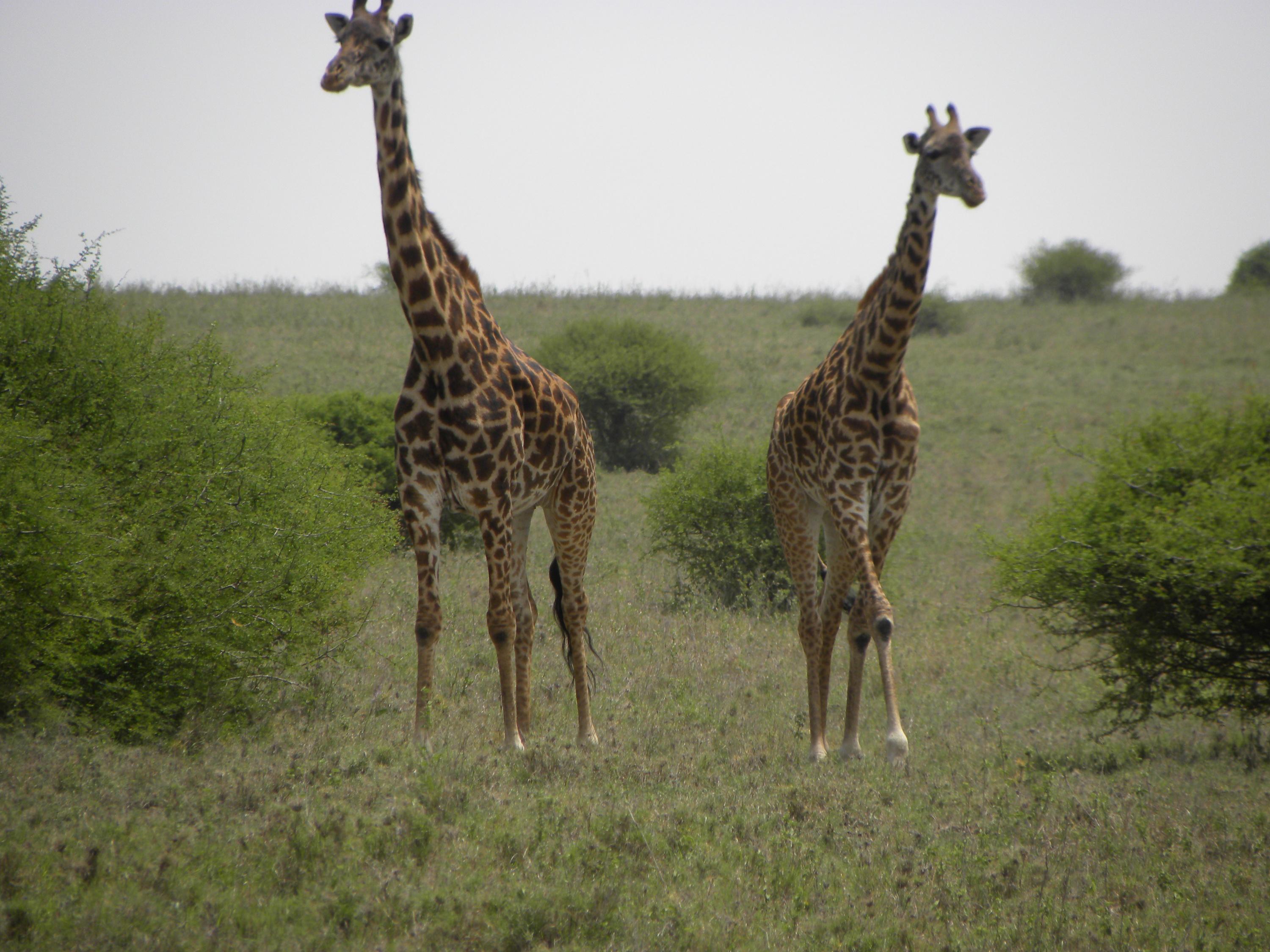 leopard_h_f_full Object Detection Dataset by leopardID