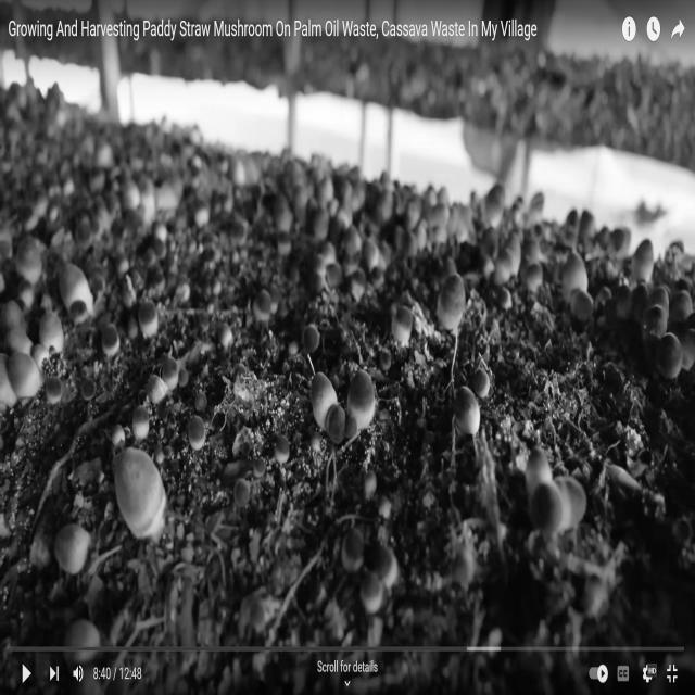 Mushroom Life Stages Detection Object Detection Dataset By Owen