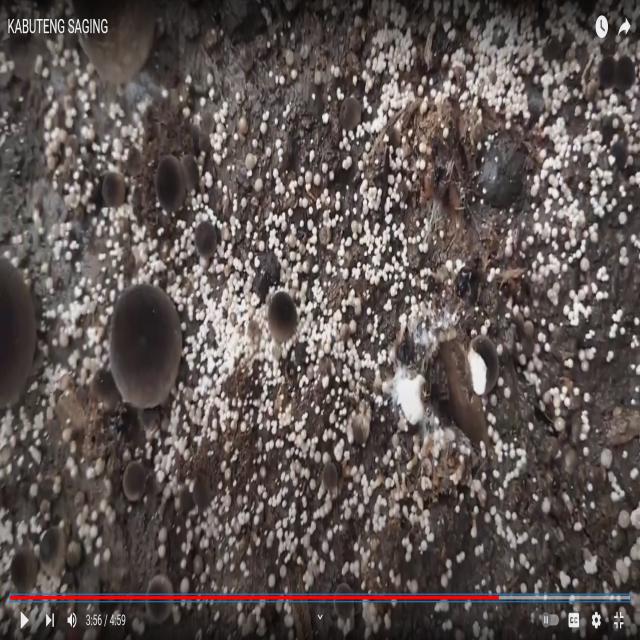 PinHead Stage Object Detection Dataset and Pre-Trained Model by Owen