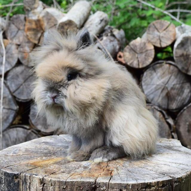 2025 Object Detection Dataset And Pre Trained Model By 2025