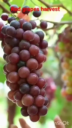 grape detection Object Detection Dataset by Dhanushraj